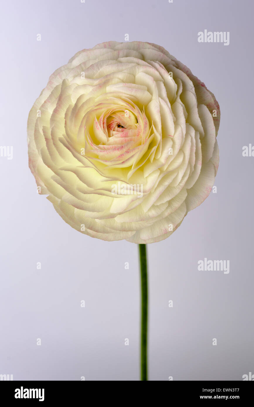 White ranunculus on white background Stock Photo - Alamy