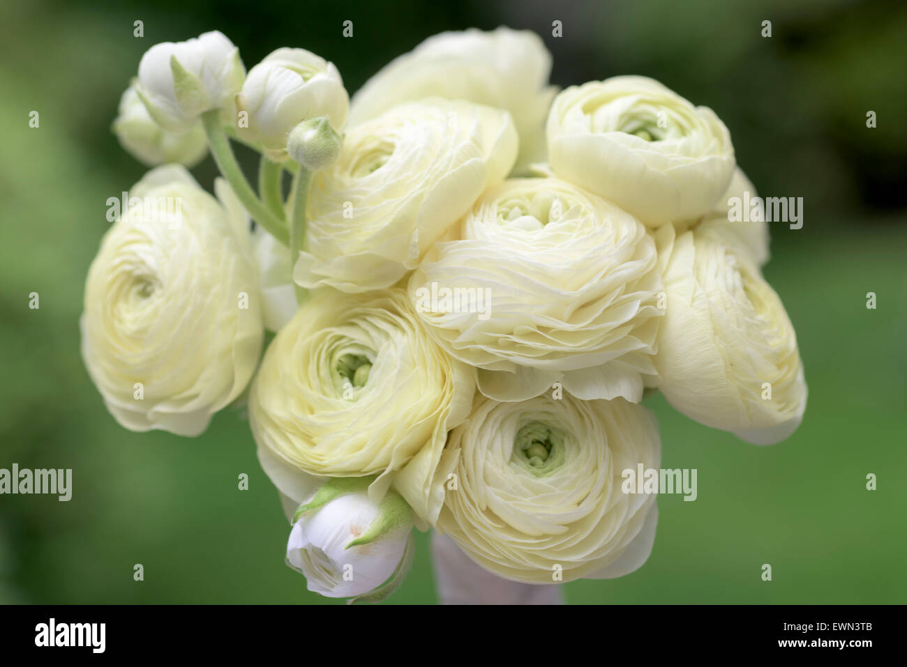 Bouquet of yellow ranunculus Stock Photo - Alamy