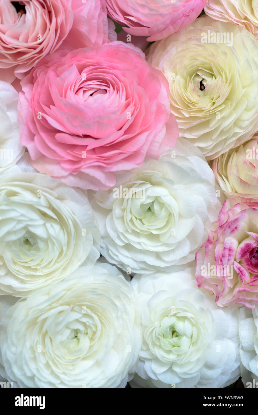 Pink and White Ranunculus in floral arrangement Stock Photo - Alamy