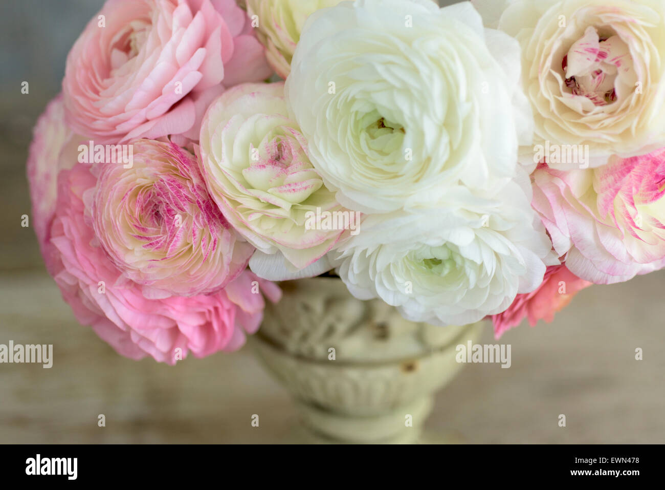 Pink and White Ranunculus in floral arrangement Stock Photo - Alamy