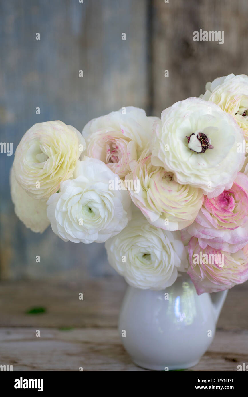 Pink and White Ranunculus in floral arrangement Stock Photo - Alamy