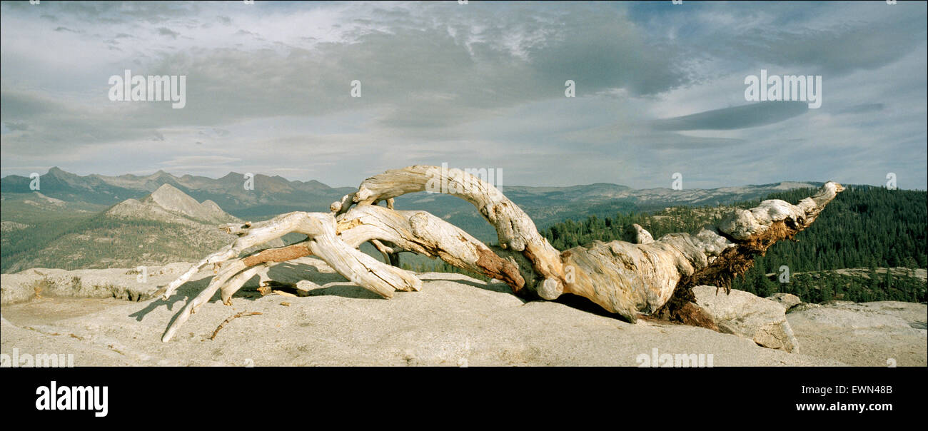 Tree Root Fallen Pine Tree High Resolution Stock Photography and Images ...