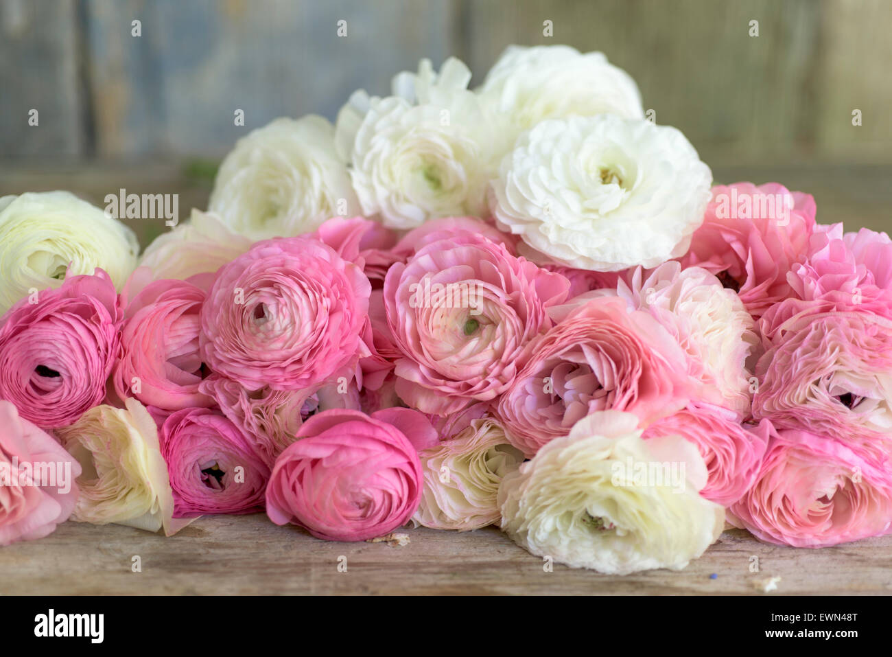 Pink and White Ranunculus in floral arrangement Stock Photo - Alamy