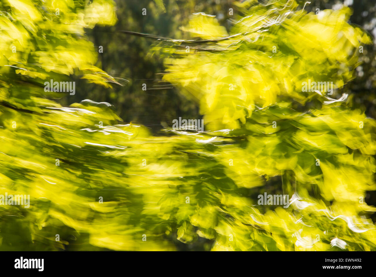 Tree branch swaying hi-res stock photography and images - Alamy