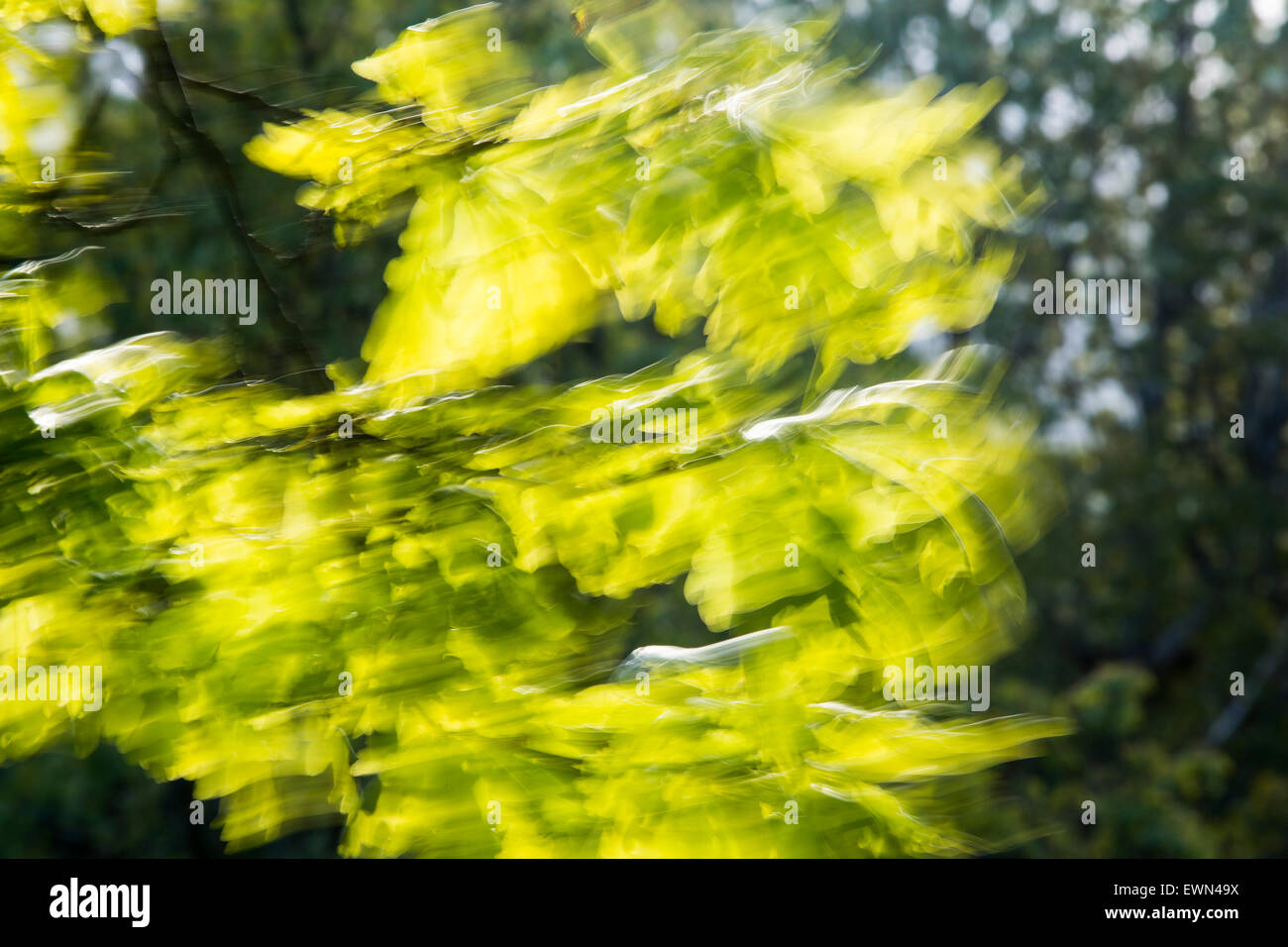 An Oak tree, swaying in the wind Stock Photo - Alamy