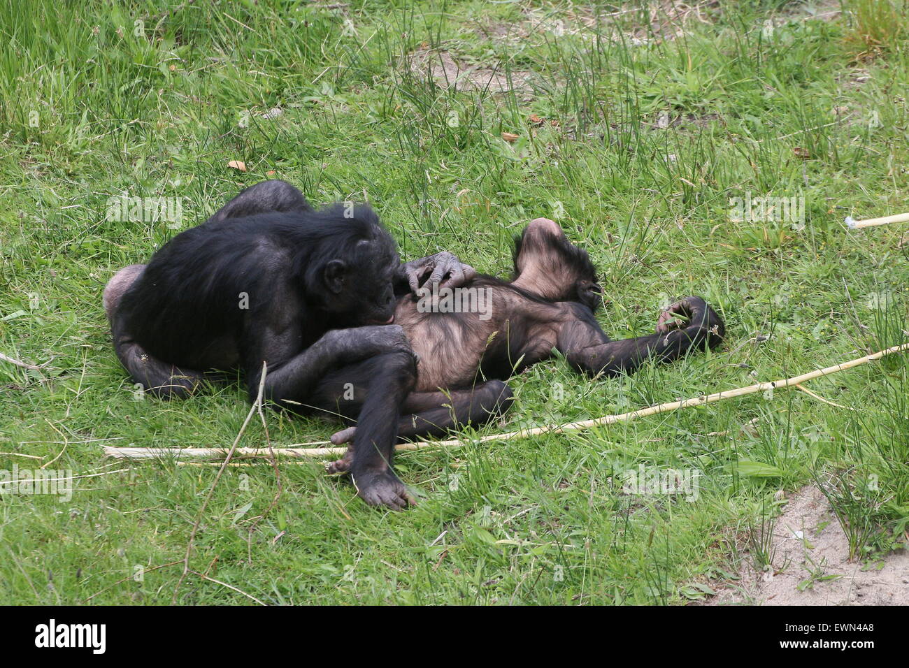 Bonobos hi-res stock photography and images - Alamy
