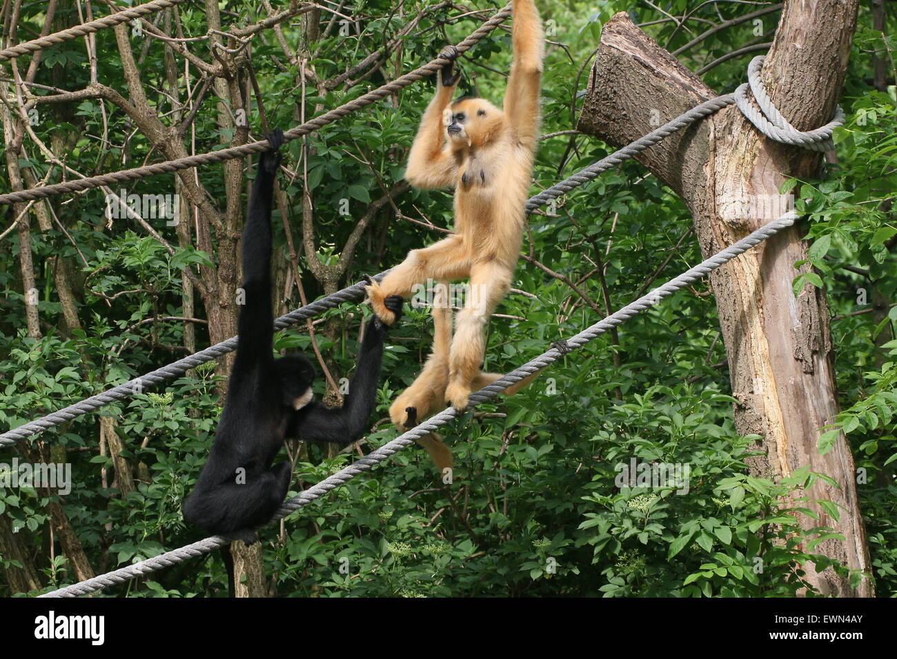 Family of yellow cheeked gibbons (Nomascus gabriellae) at Amsterdam ...
