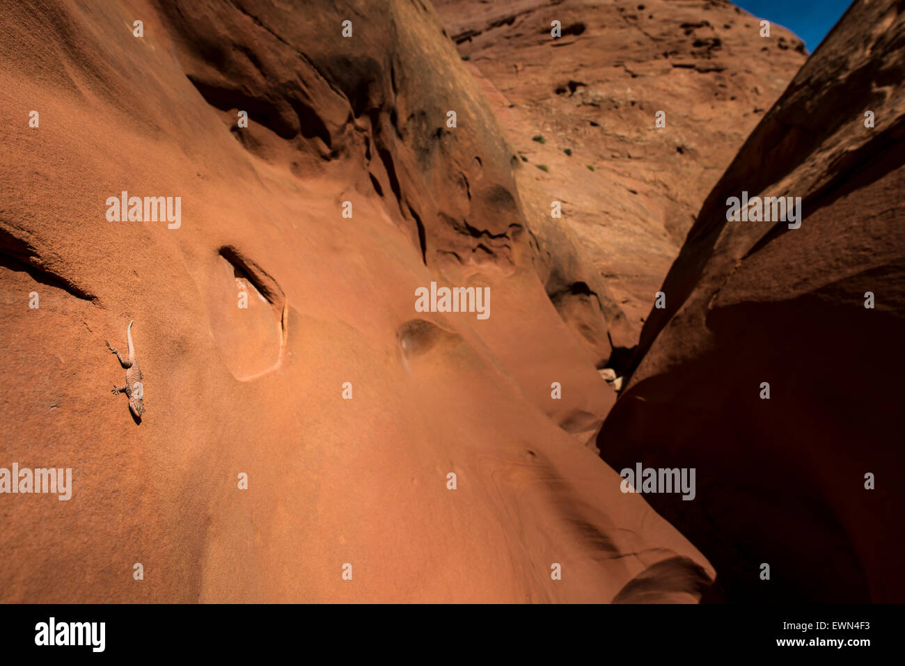Wide angle shot of a small lizard on the slot canyon wall Stock Photo ...
