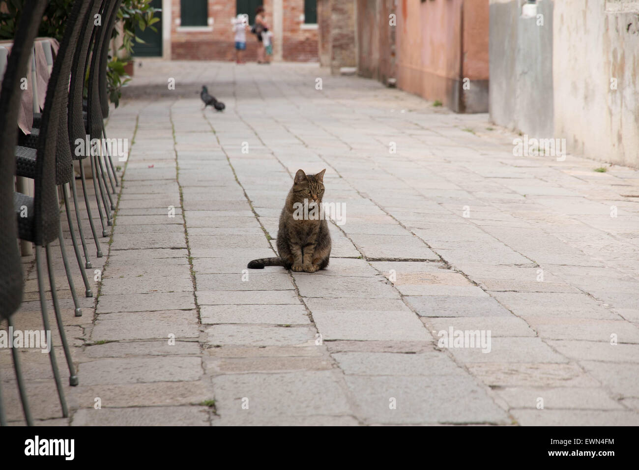 The Italian Cat I Stock Photo - Alamy