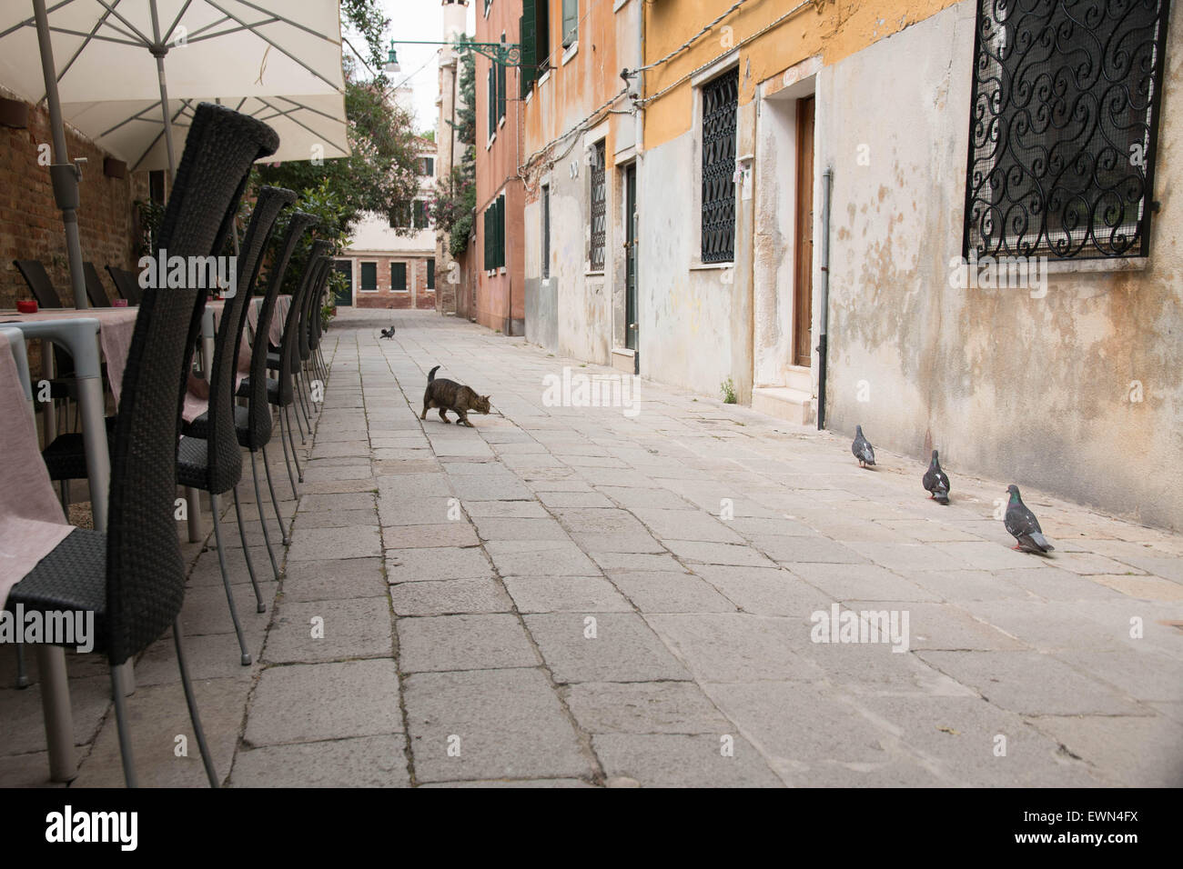The Italian Cat III Stock Photo - Alamy