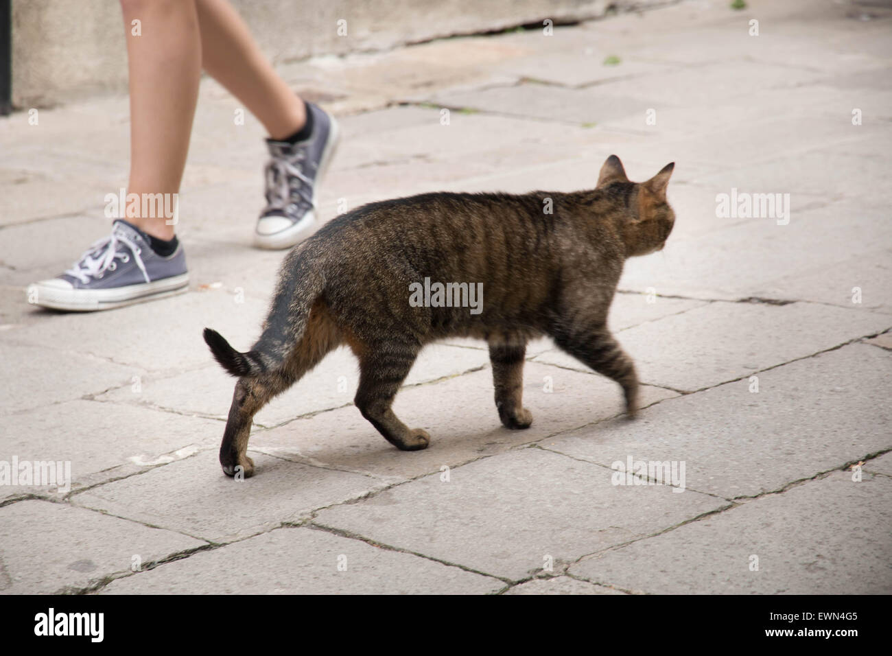 The Italian Cat VI Stock Photo - Alamy