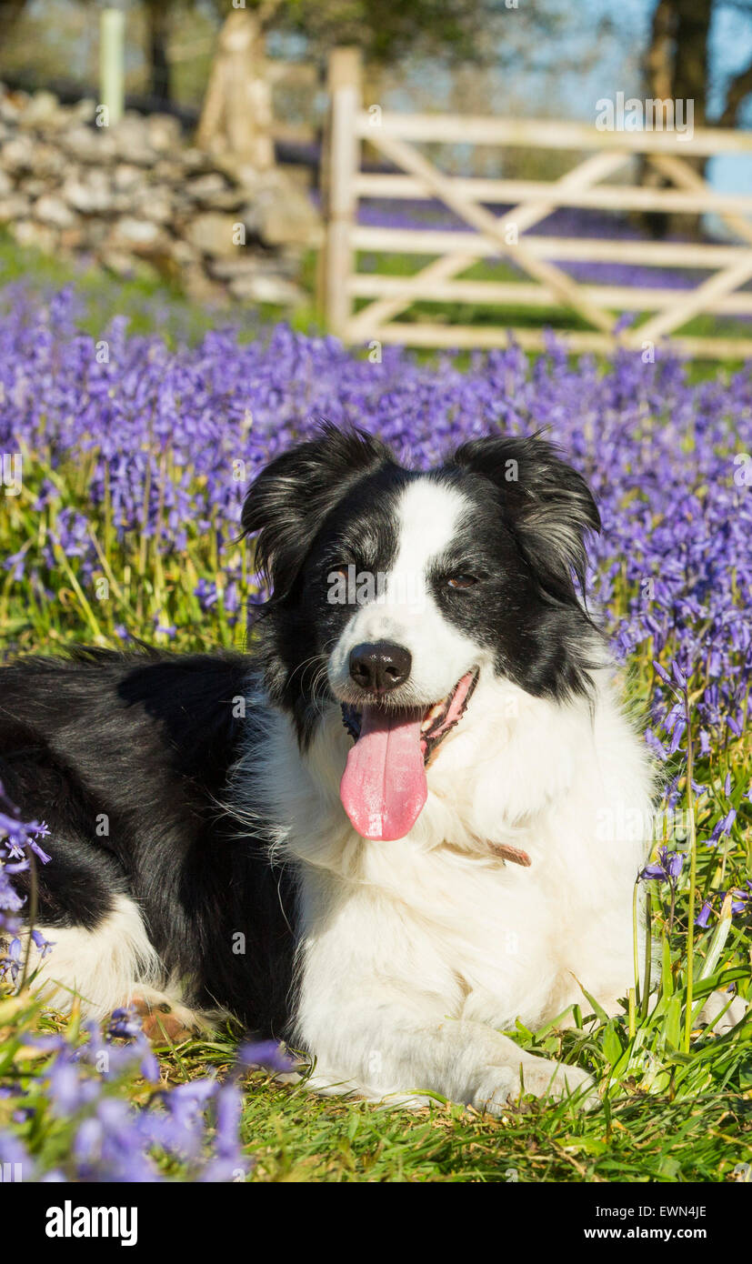 Pink border collie hi-res stock photography and images - Alamy