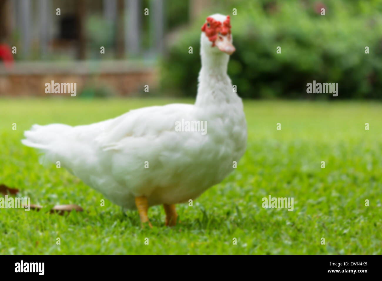 Blur white muscovy ducks on the garden yard Stock Photo - Alamy