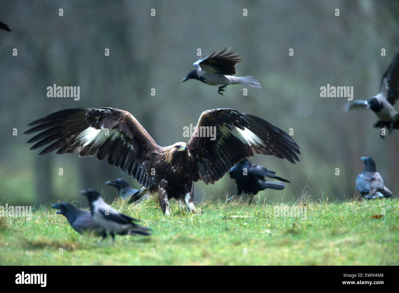 Raven feeding young hi-res stock photography and images - Alamy