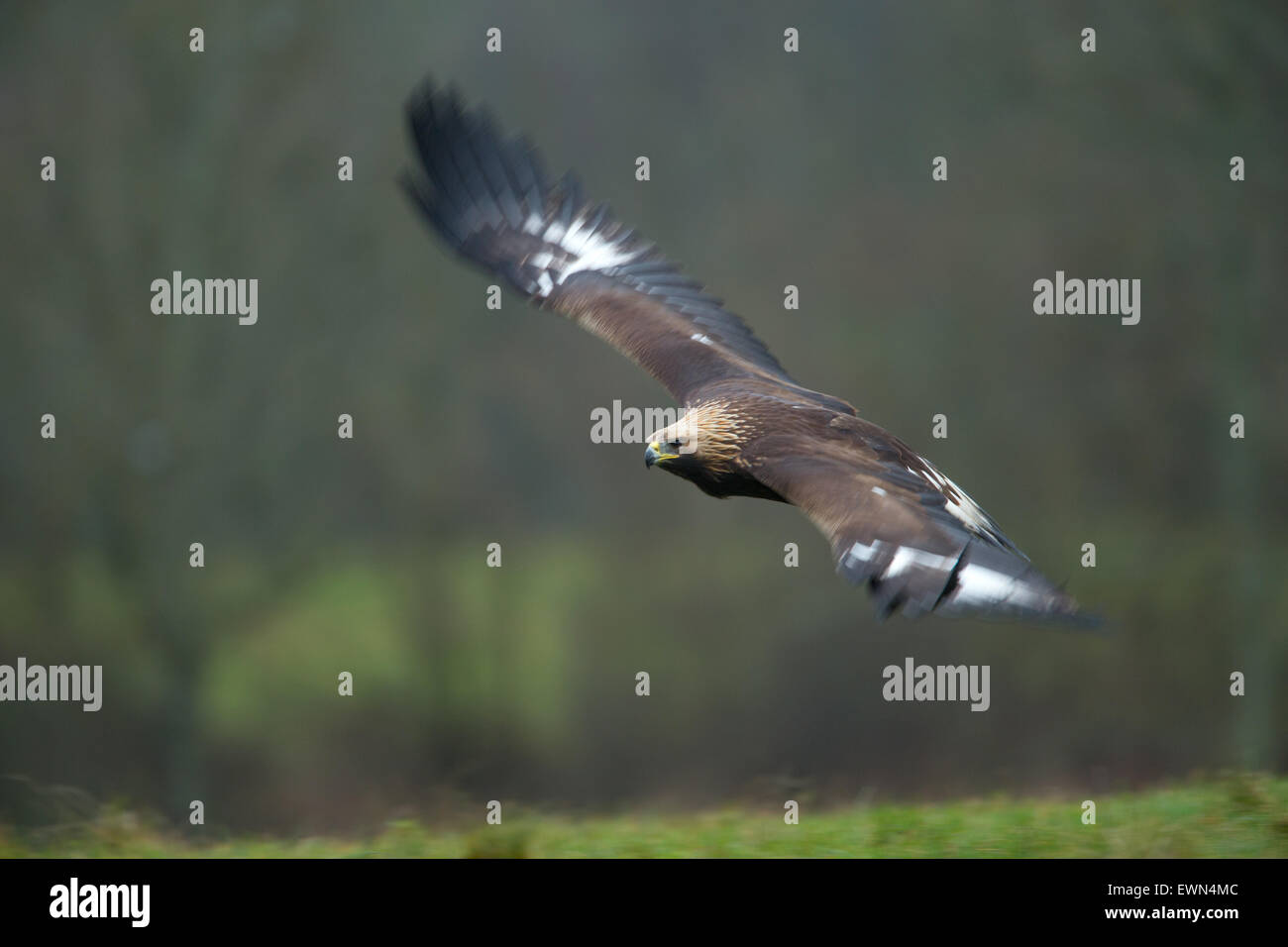 Golden Eagle flying Stock Photo - Alamy
