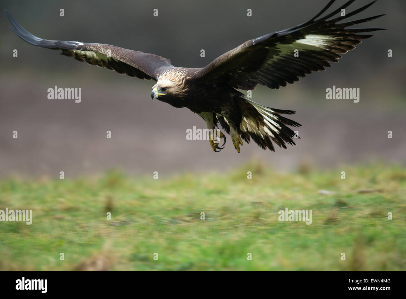 Golden Eagle flying Stock Photo - Alamy