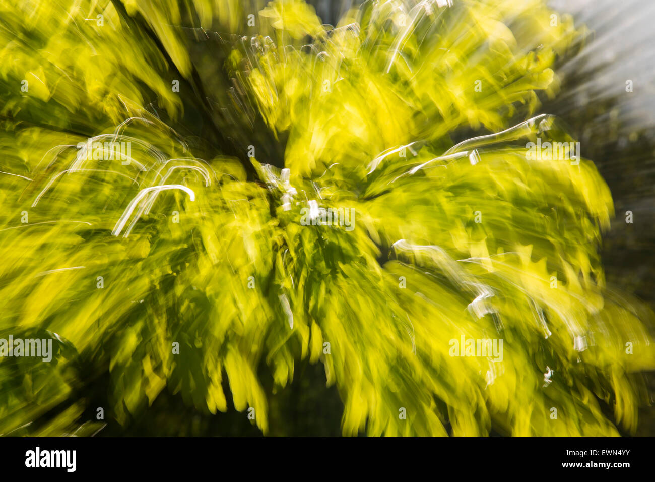 An Oak tree, swaying in the wind Stock Photo - Alamy