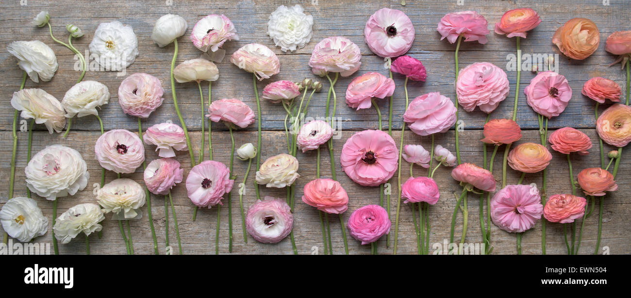 Overhead shot of multi-colored ranunculus blooms Stock Photo - Alamy
