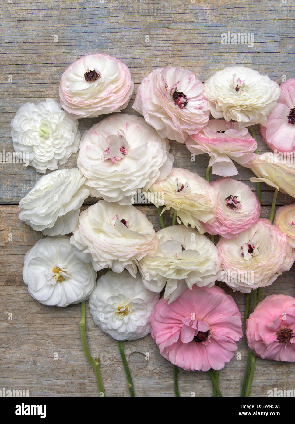 Ranunculus blooms hi-res stock photography and images - Alamy