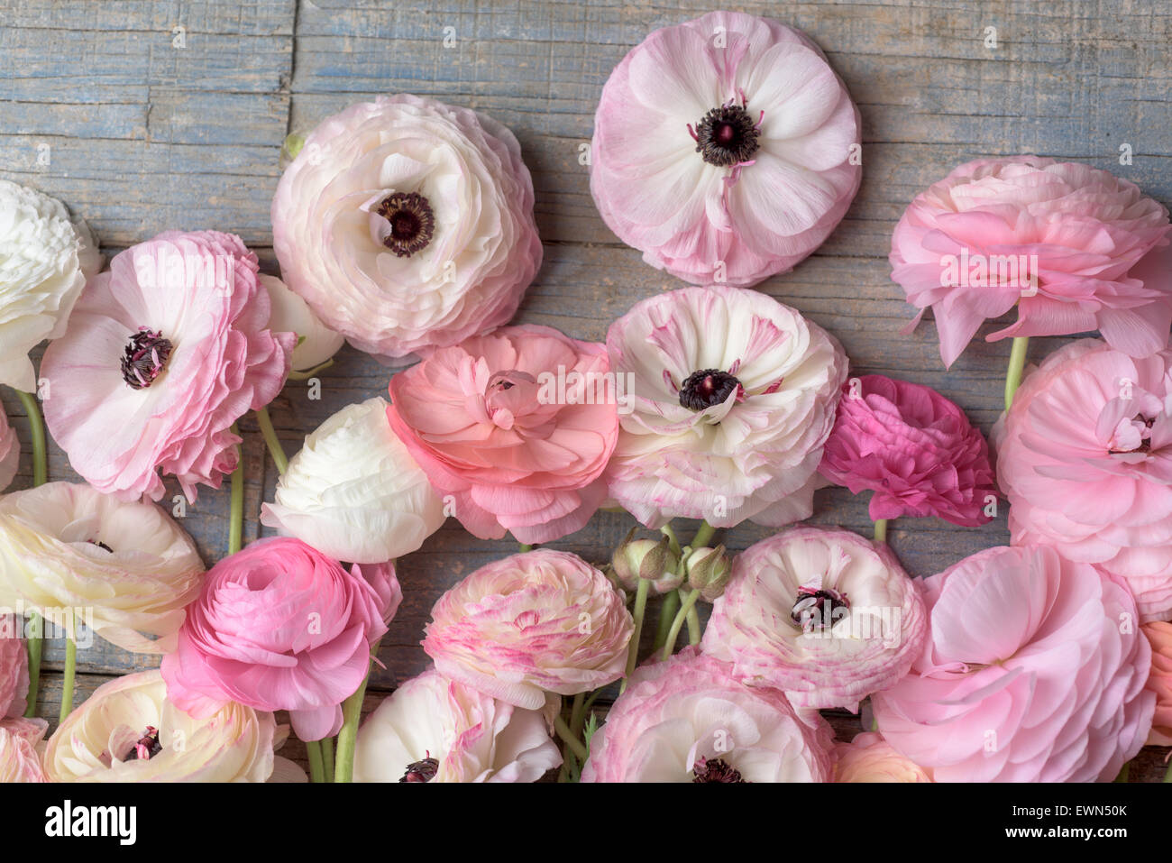 Ranunculus blooms hi-res stock photography and images - Alamy