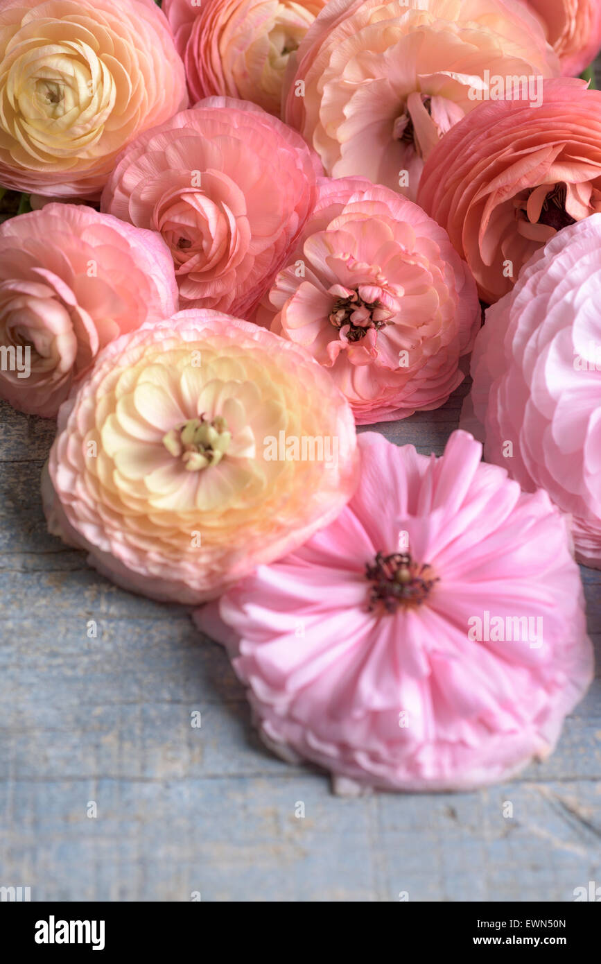 Multi colored blooms hi-res stock photography and images - Alamy