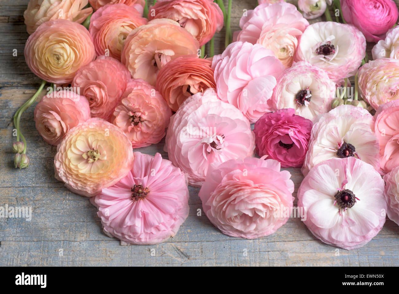 Overhead shot of multi-colored ranunculus blooms Stock Photo - Alamy