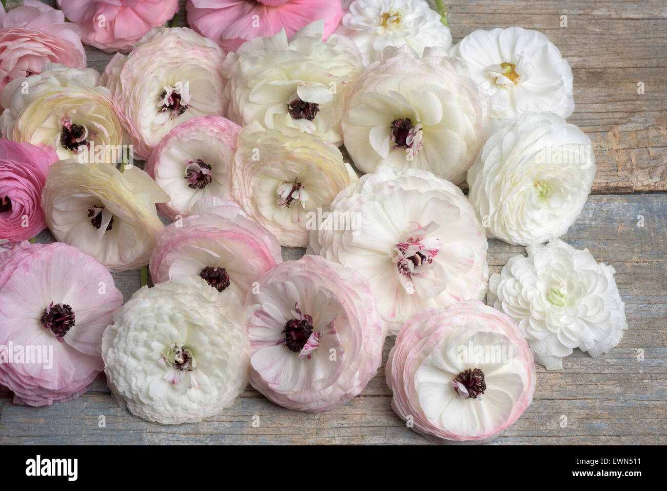 Ranunculus blooms hi-res stock photography and images - Alamy