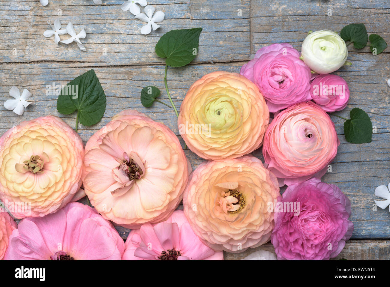 Overhead shot of multi-colored ranunculus blooms Stock Photo - Alamy