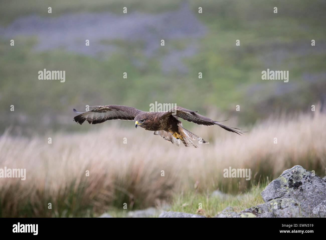 Close up of male Buzzard Buteo Buteo hunting on rough pasture and open ...