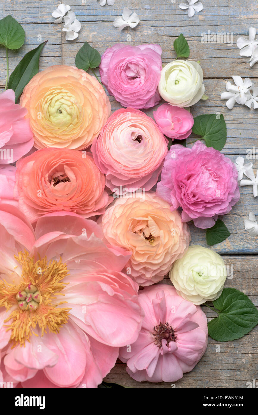 Overhead shot of ranunculus, peonies and anemones Stock Photo - Alamy