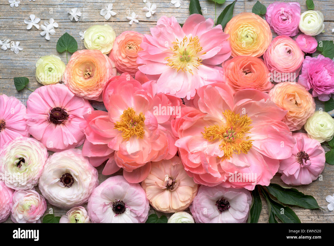 Overhead shot of ranunculus, peonies and anemones Stock Photo - Alamy