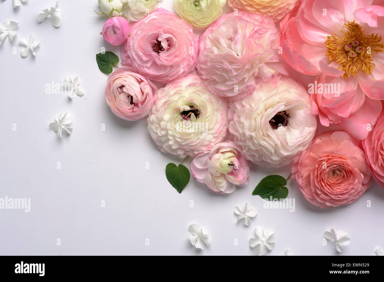 Overhead shot of ranunculus and peonies Stock Photo - Alamy