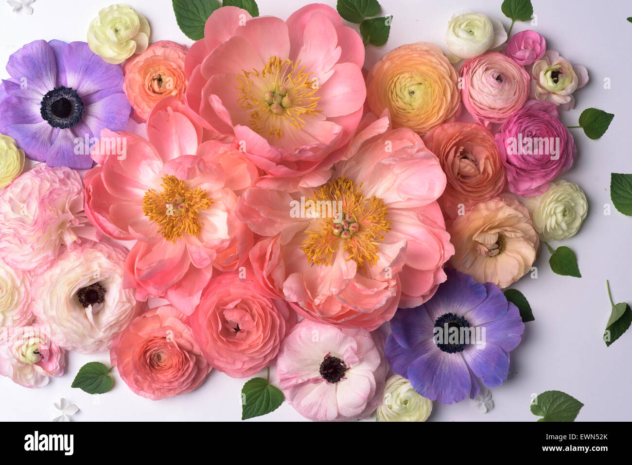 Overhead shot of ranunculus, peonies and anemones Stock Photo - Alamy