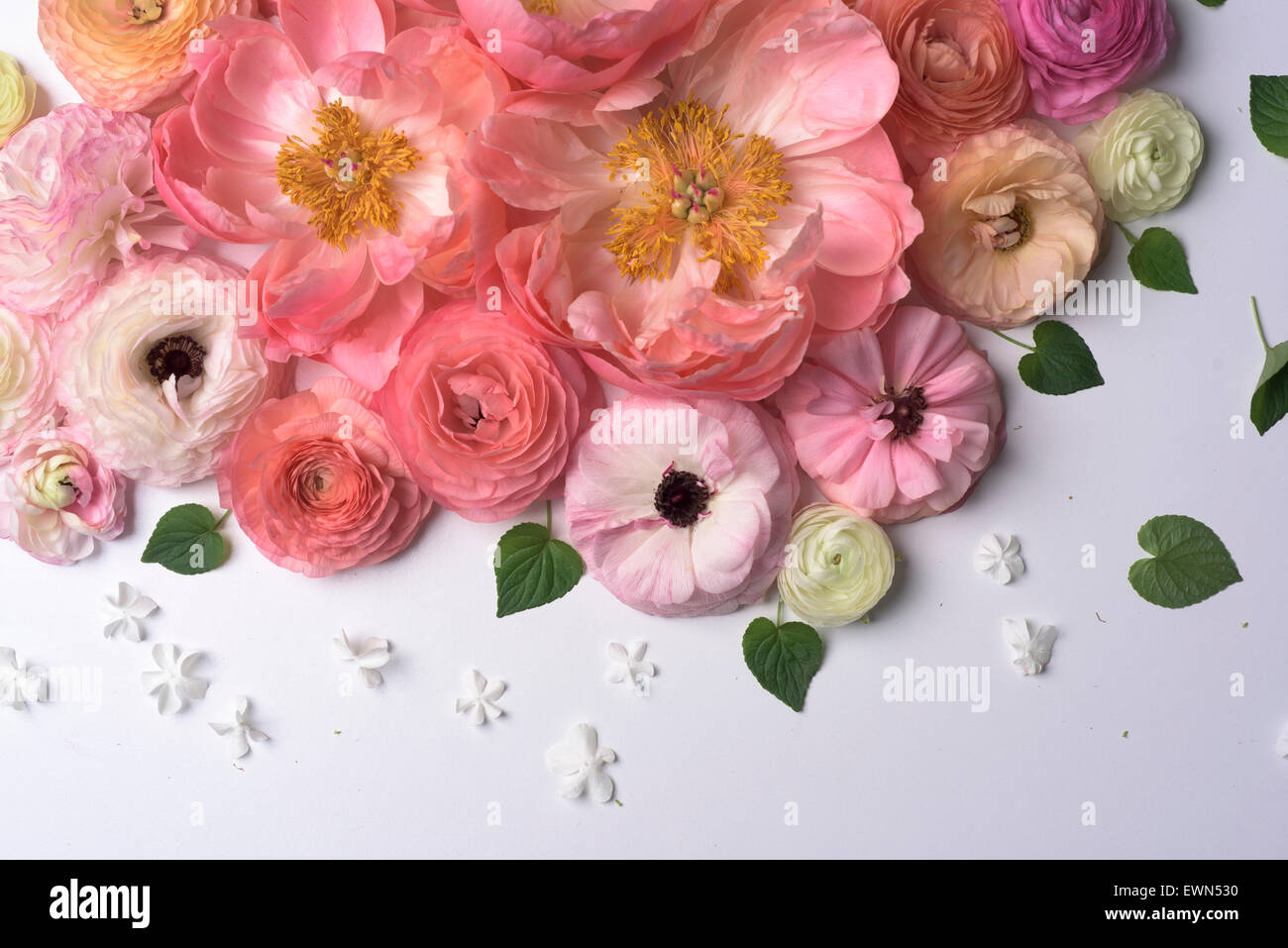 Overhead shot of ranunculus and peonies Stock Photo - Alamy