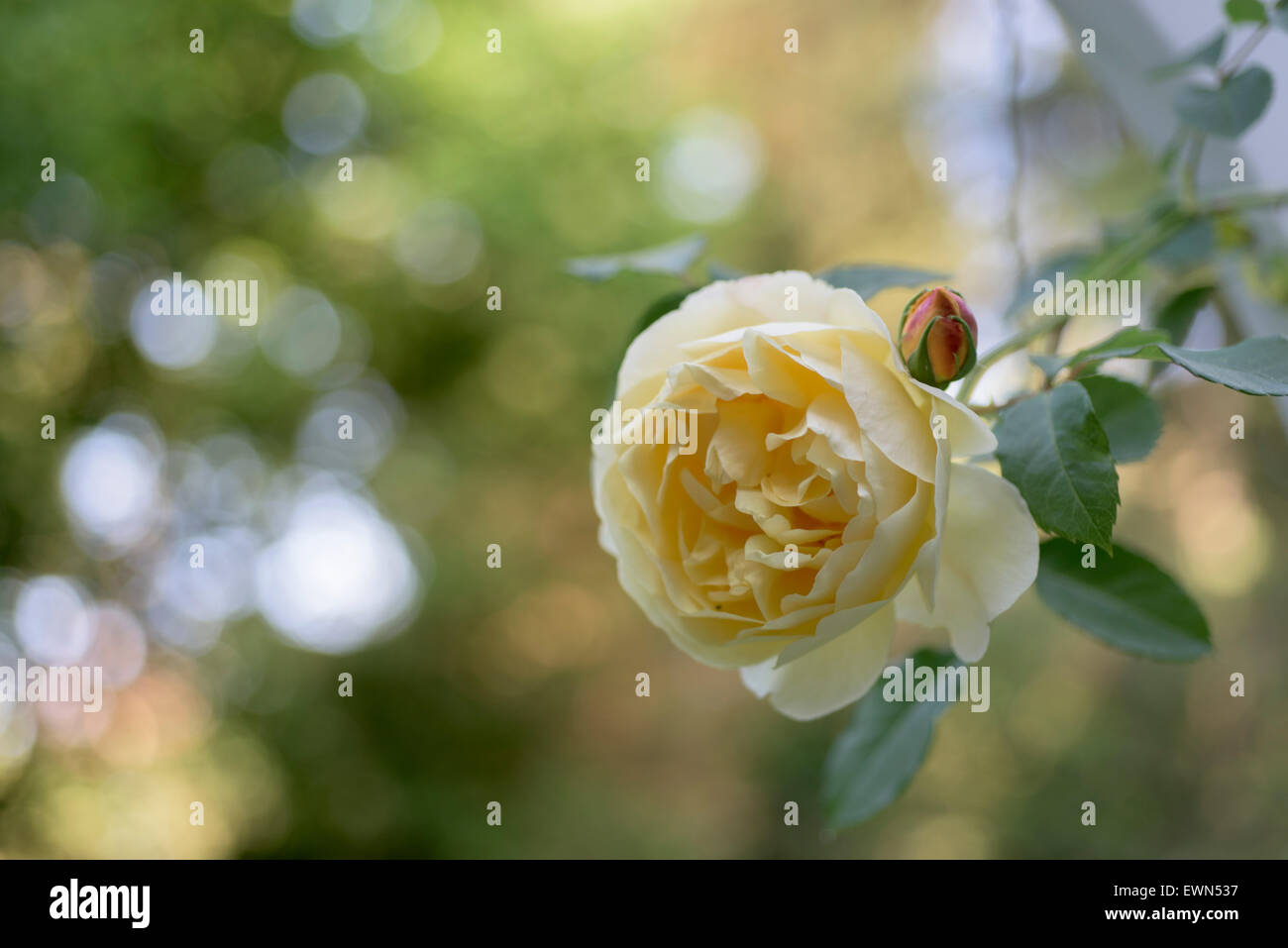 Rosa Graham Thomas, a yellow David Austin rose Stock Photo - Alamy
