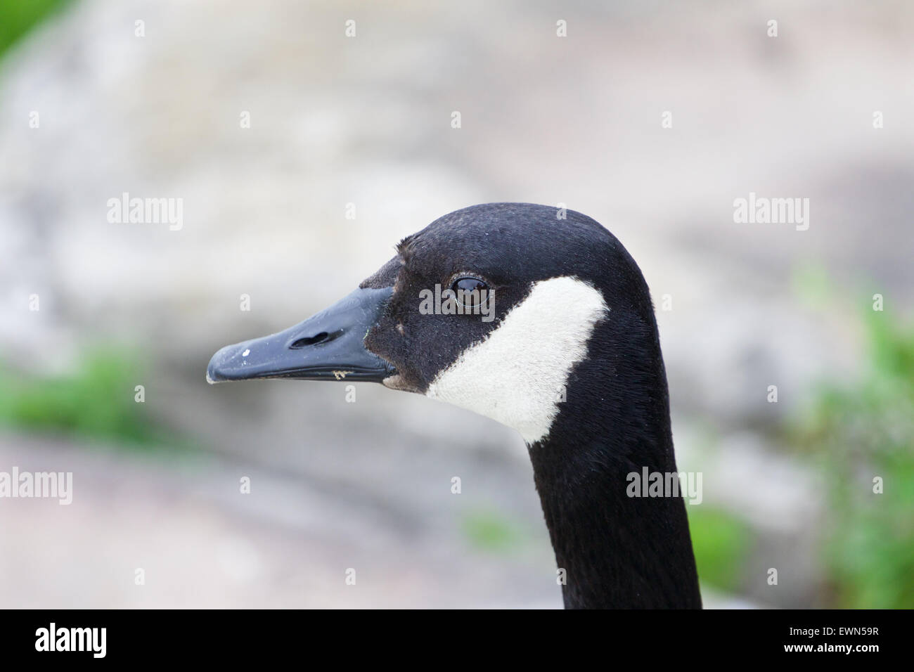 Calm goose hi-res stock photography and images - Alamy