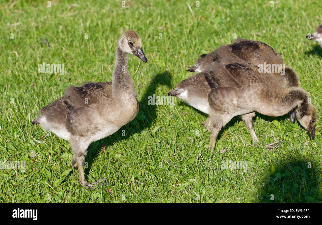 The family of the young cackling geese is eating the grass Stock Photo ...
