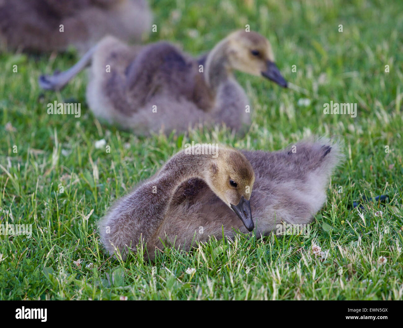 Young canadian goose hi-res stock photography and images - Alamy