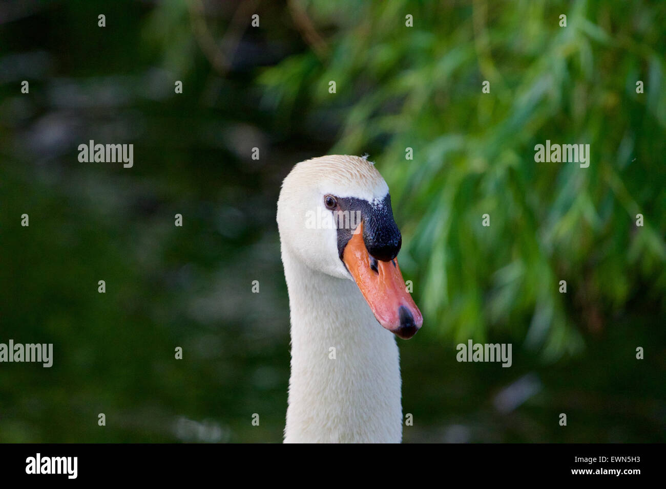 Confident birds hi-res stock photography and images - Alamy