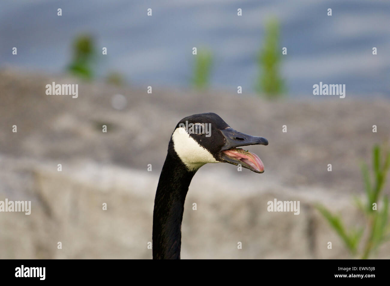Canadian Geese Teeth