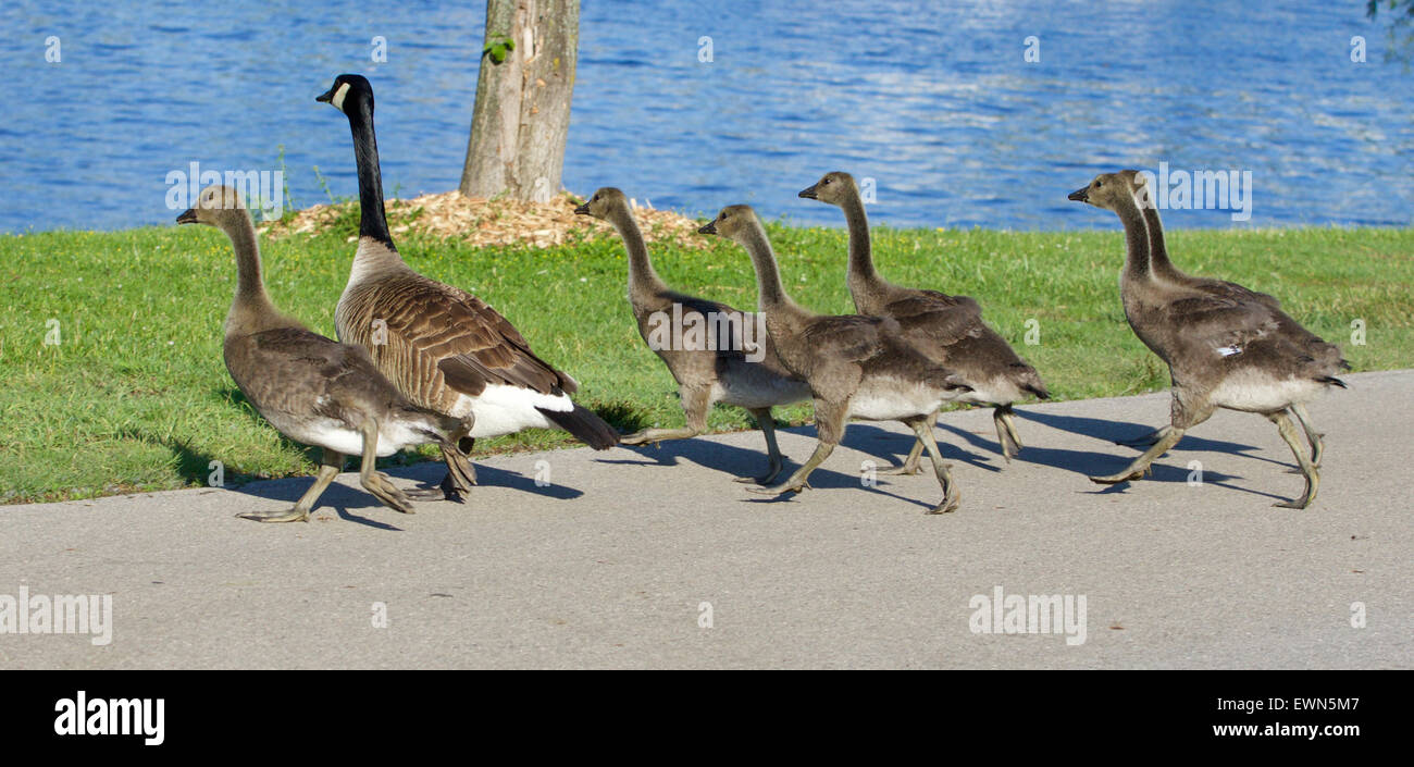 Child running across road hi-res stock photography and images - Alamy