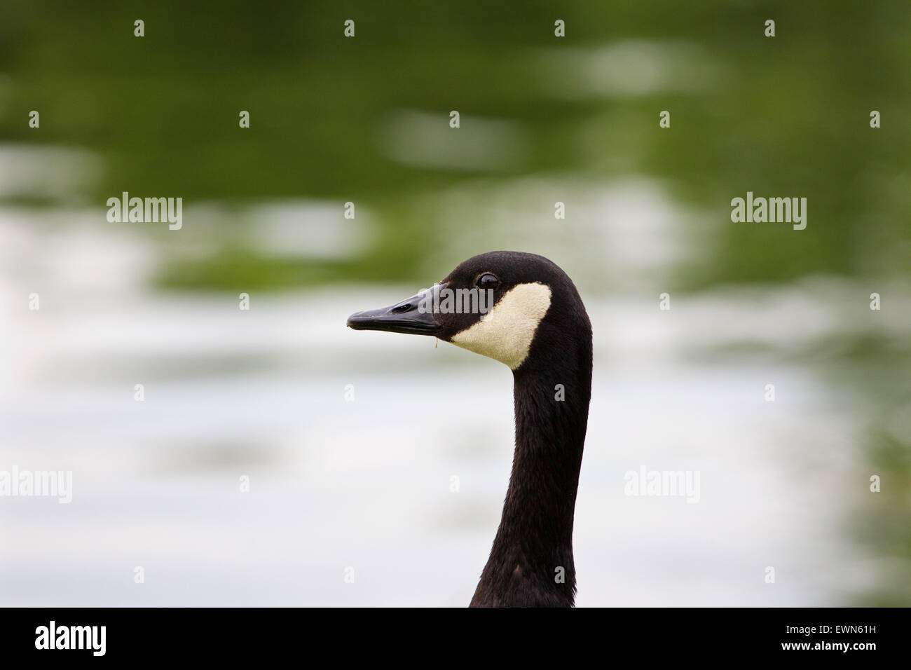 The portrait of the cackling goose Stock Photo - Alamy