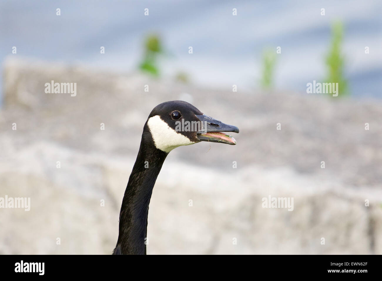 Cackling goose is talking Stock Photo - Alamy