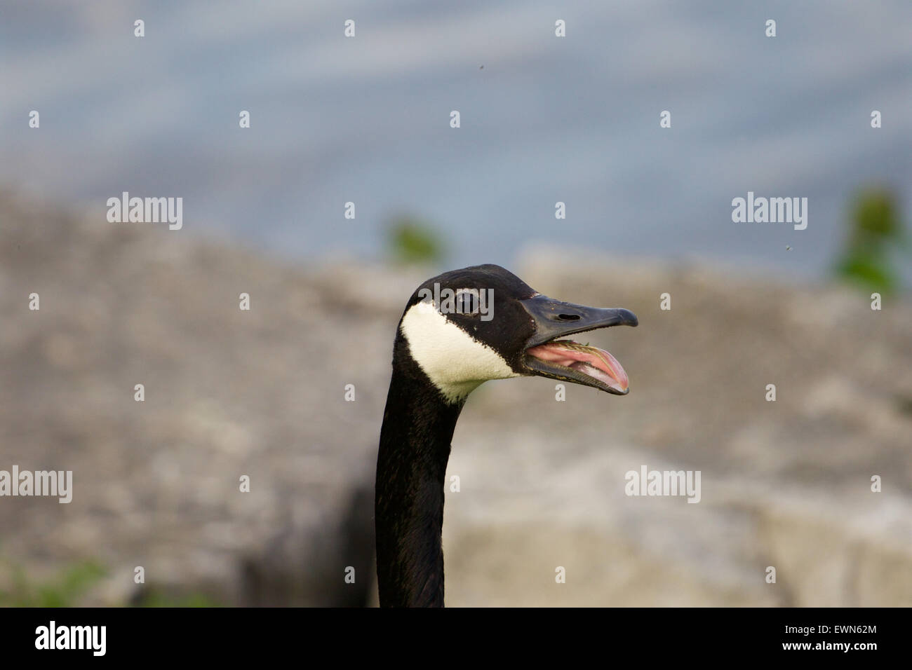 The cackling goose is screaming Stock Photo - Alamy