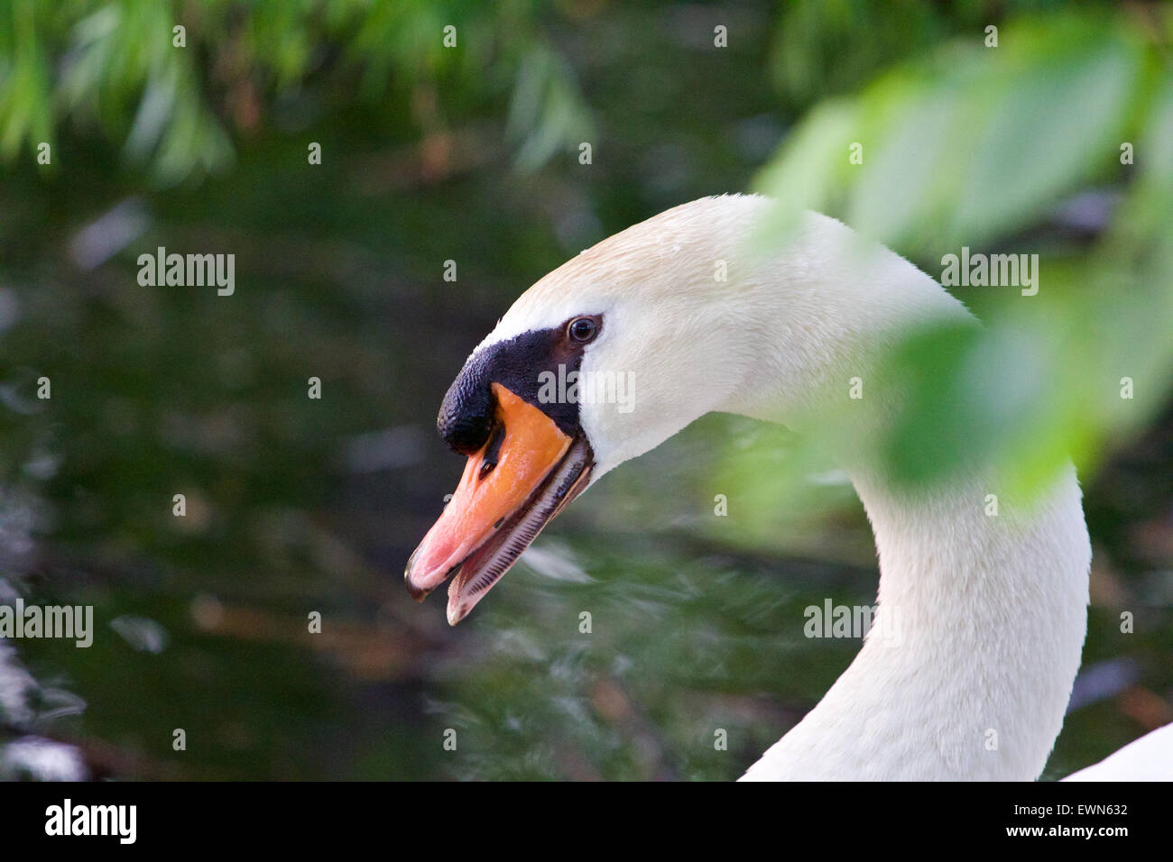 Confident birds hi-res stock photography and images - Alamy