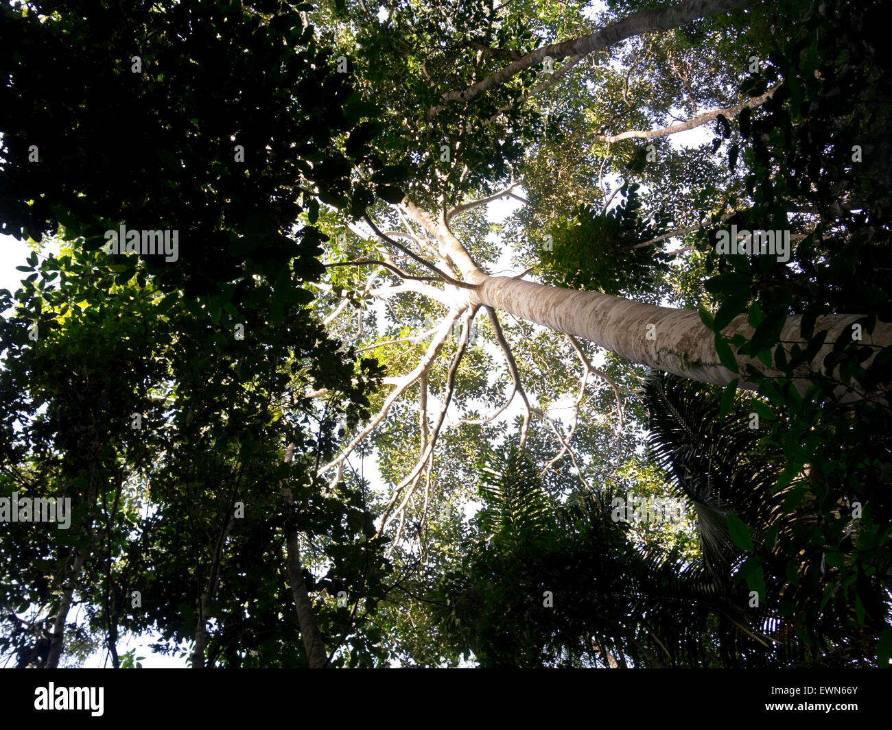 Misty jungle, rainforest scene. The Amazon jungle Stock Photo - Alamy