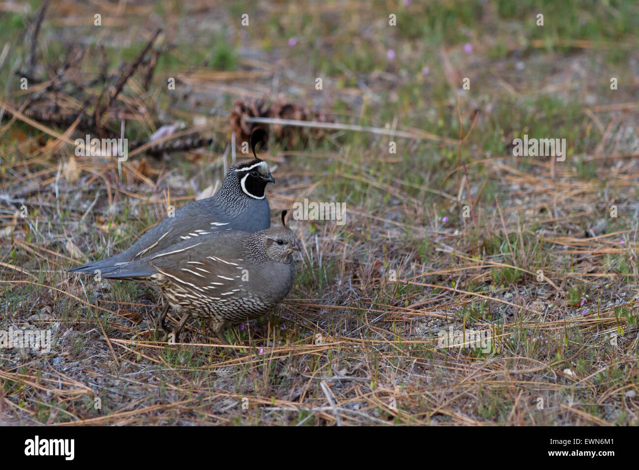 California valley quail in the Nevada desert, early spring time Stock ...