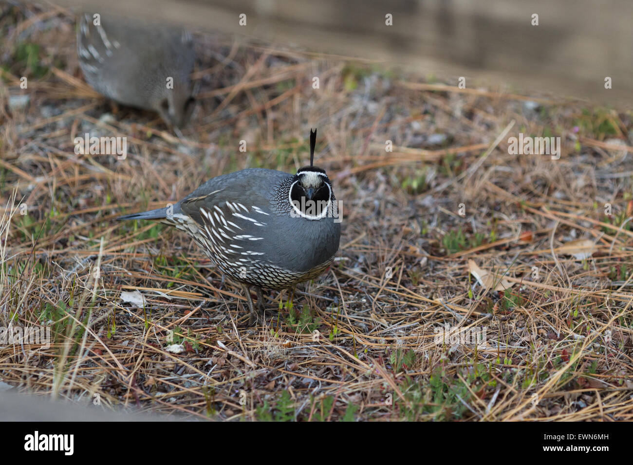 California valley quail in the Nevada desert, early spring time Stock ...