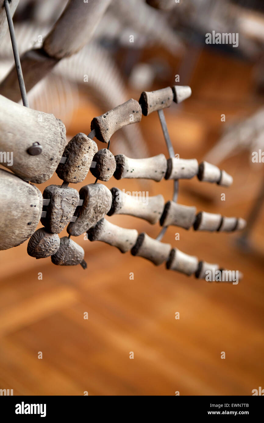 Skeleton of a dinosaur paw in a museum Stock Photo - Alamy