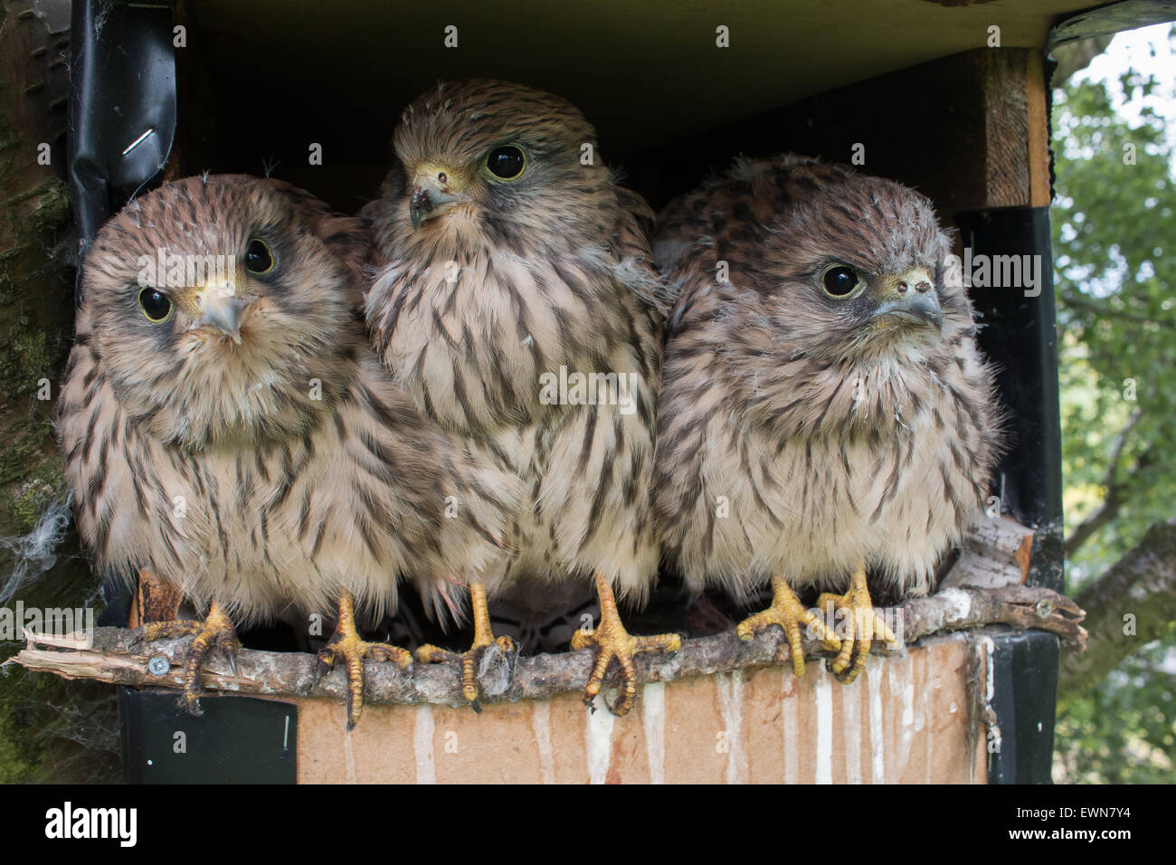 Common kestrel chicks hi-res stock photography and images - Alamy